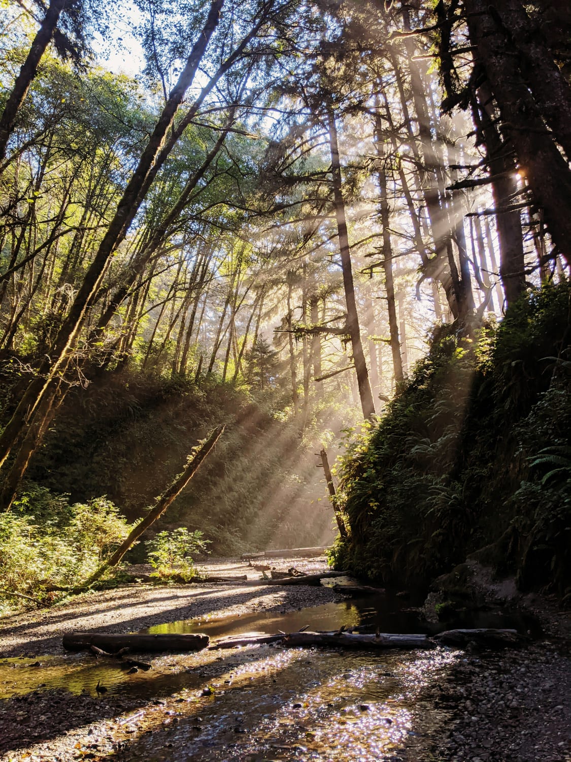 Lush landscape of Fern Canyon, California