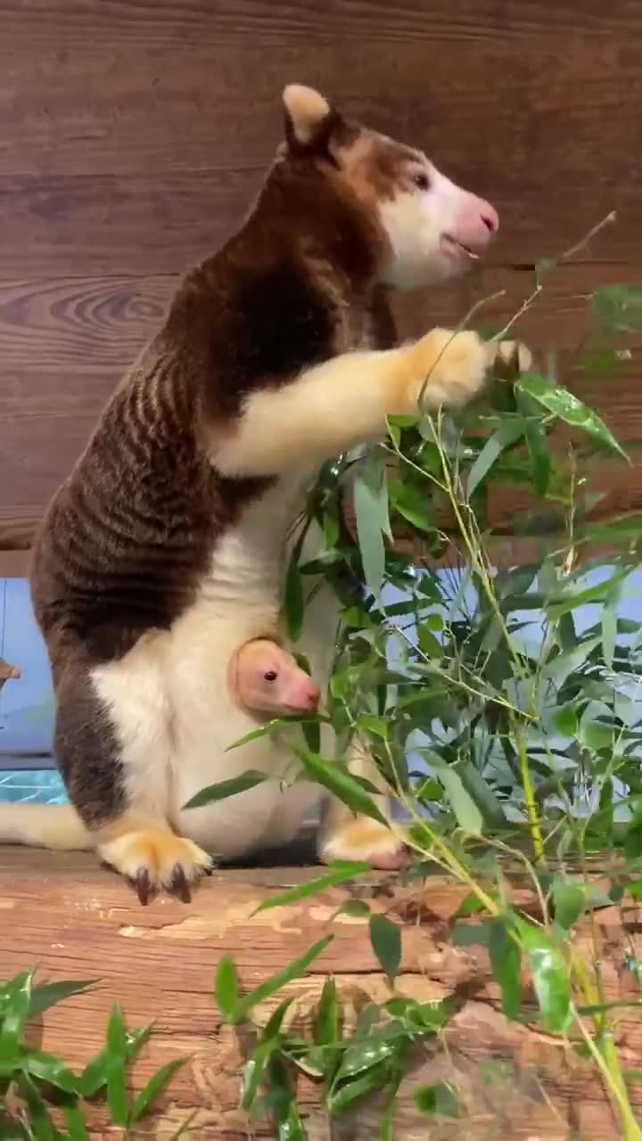 Peek-a-boo baby tree roo! We see you Paia. FunFact Unlike their ...