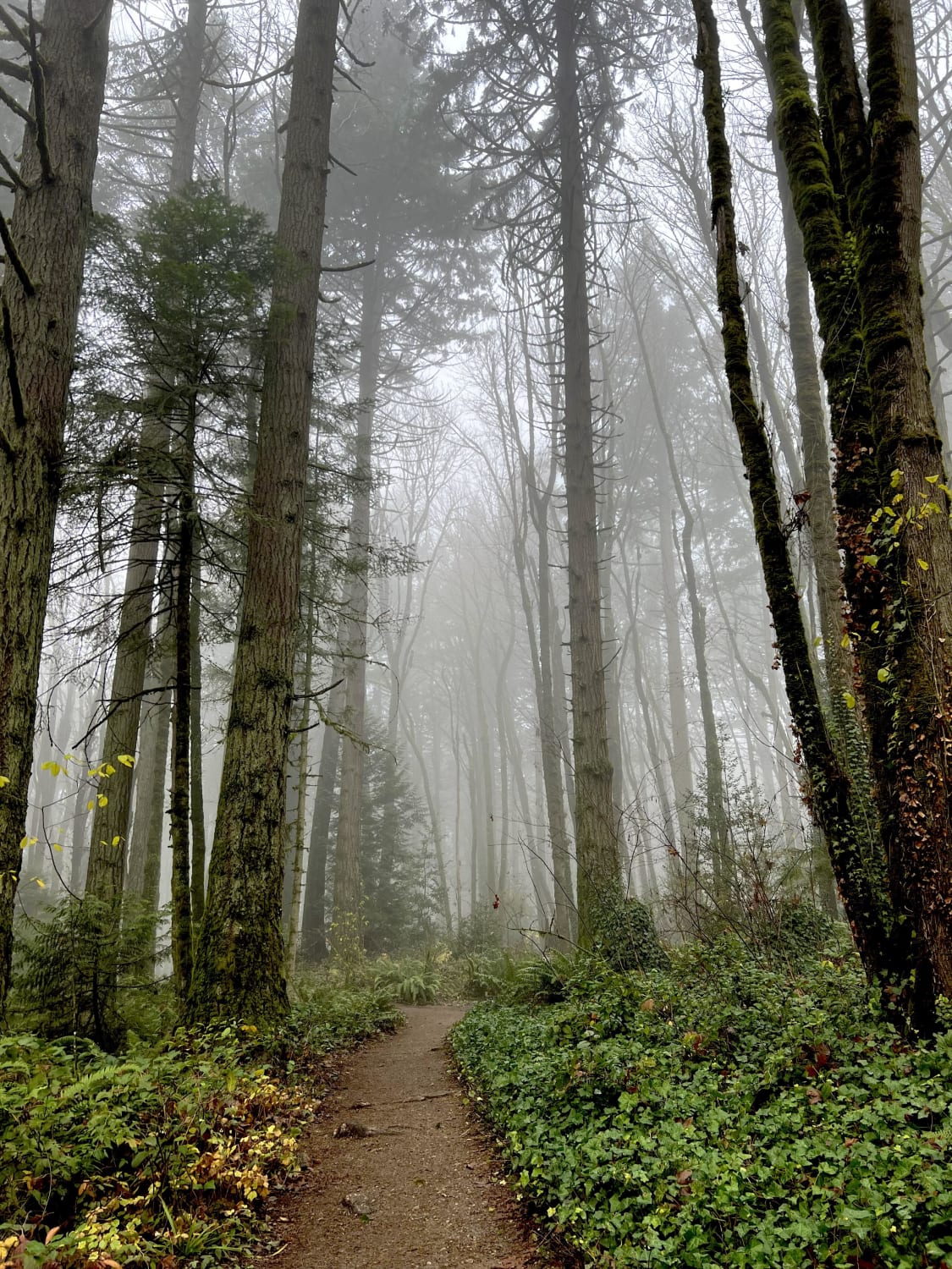 Foggy in all directions this morning here in NW Oregon