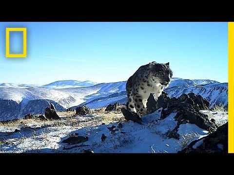 Camera Traps Reveal the Wild, Elusive Lives of Snow Leopards | National ...