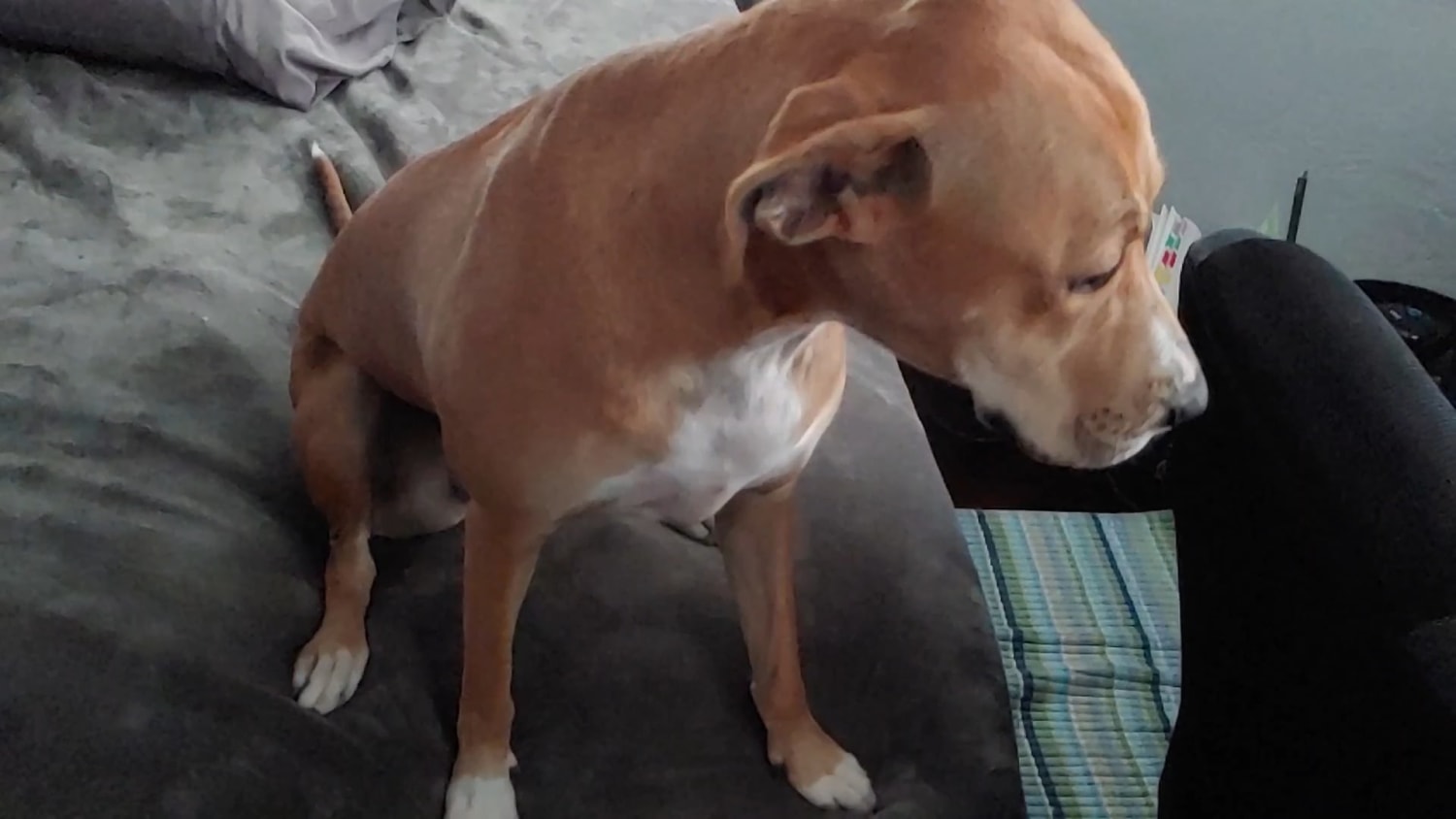 My rescue Daisy demanding pets.