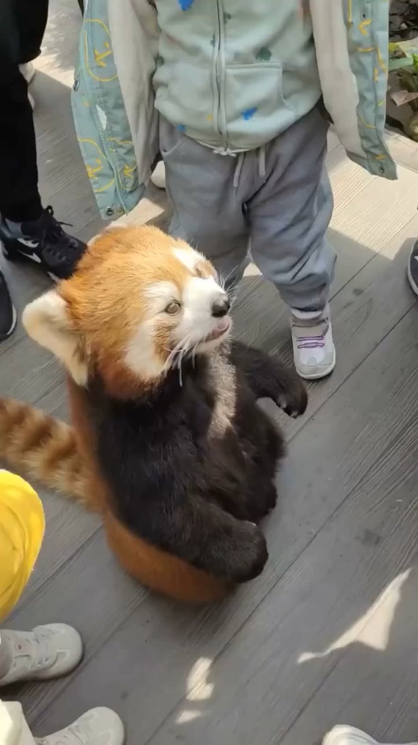 Red pandas are endangered and are legally protected in India, Bhutan ...