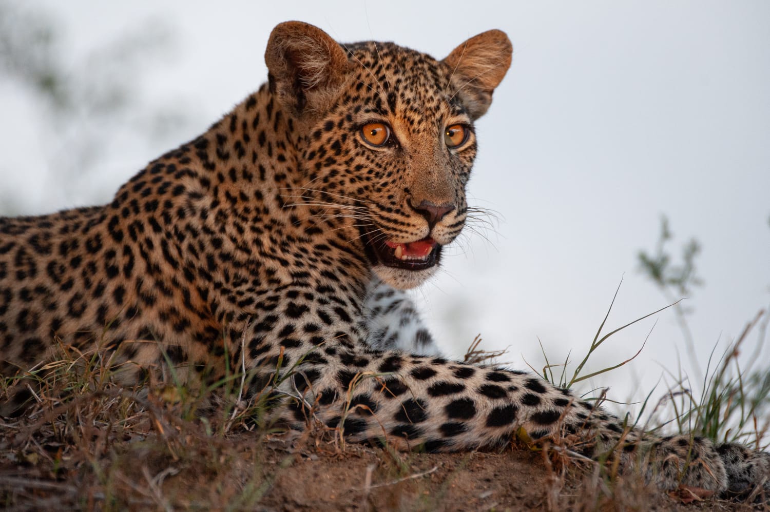 Wild Leopard in Africa