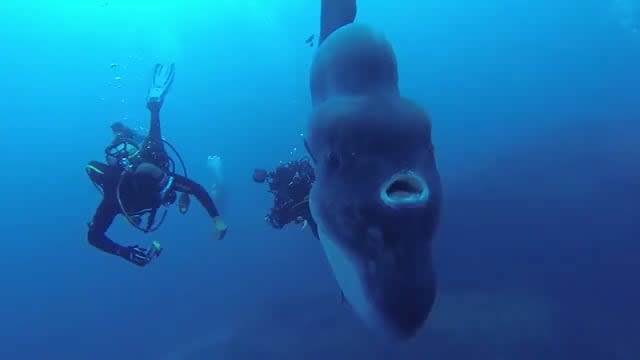 The ocean sunfish is one of the heaviest known bony fish in the world ...