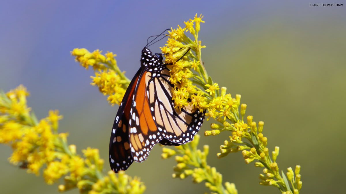 Want to learn more about monarch butterflies and other pollinators ...