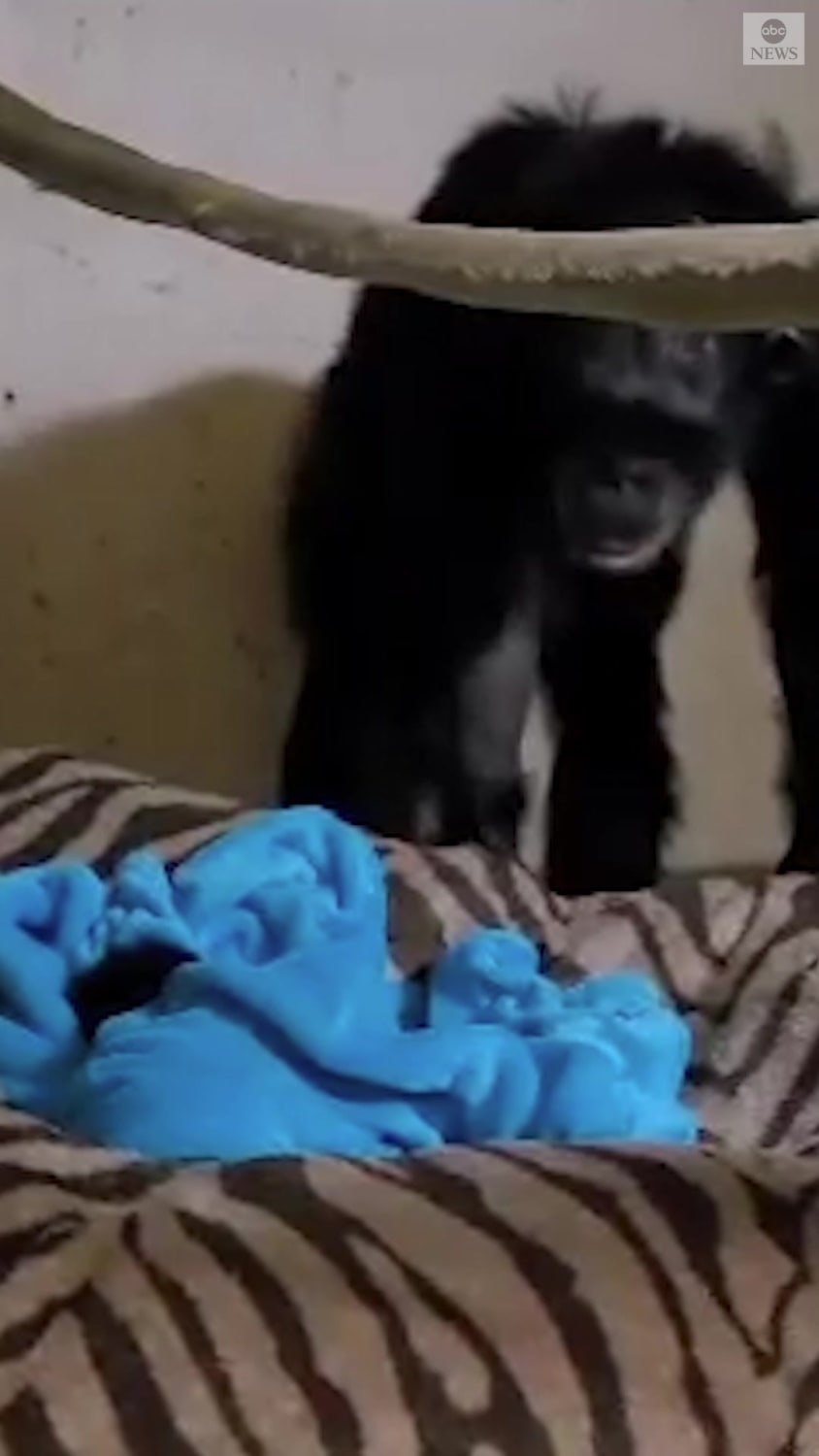 After nearly two days separated, a mother chimpanzee reunited with her baby following an ...