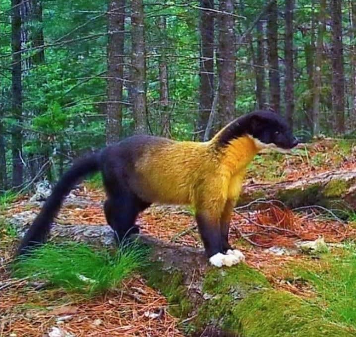 Yellow throated martin caught on camera trap in Far East of Russia.