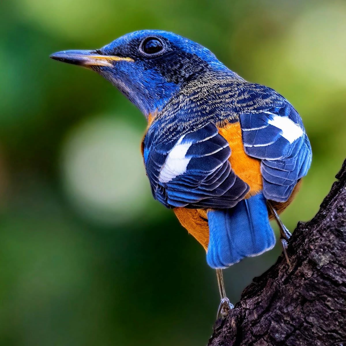How blue-tiful! 💙 The blue-capped rock-thrush (Monticola cinclorhyncha ...