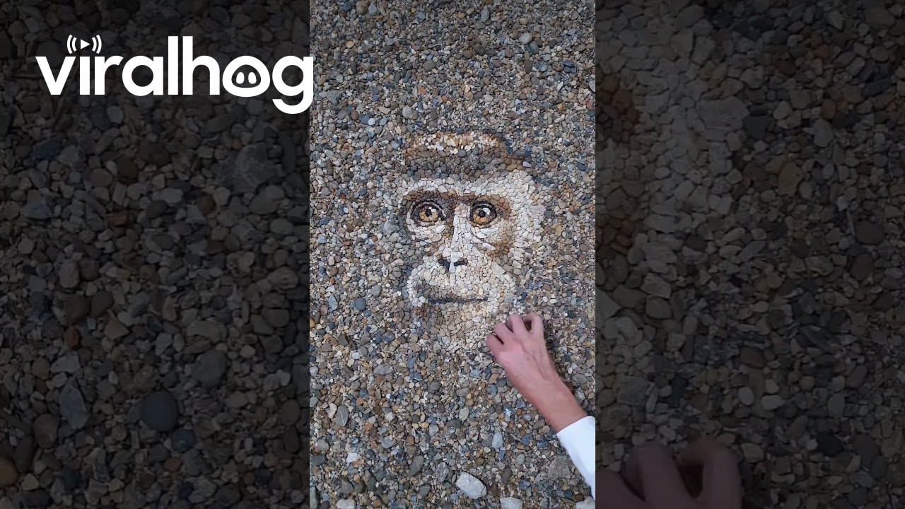 Artist Creates Monkey Pebble Portrait || ViralHog