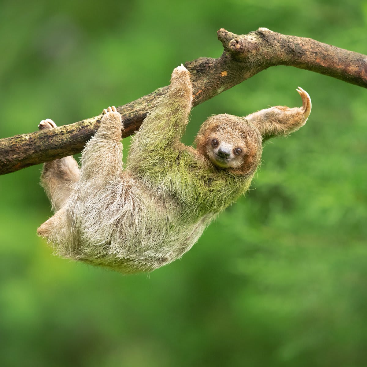 Image by Milan Zygmunt (IG / milanzygmunt) Say hello to the brown ...