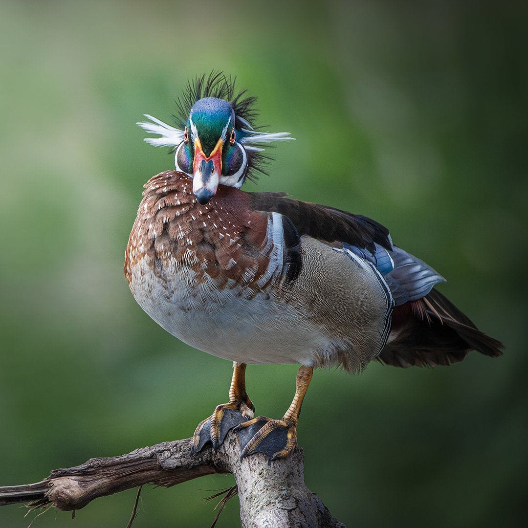 One plucky duck 🦆⁣ ⁣ An adult male wood duck's distinctive colours only ...