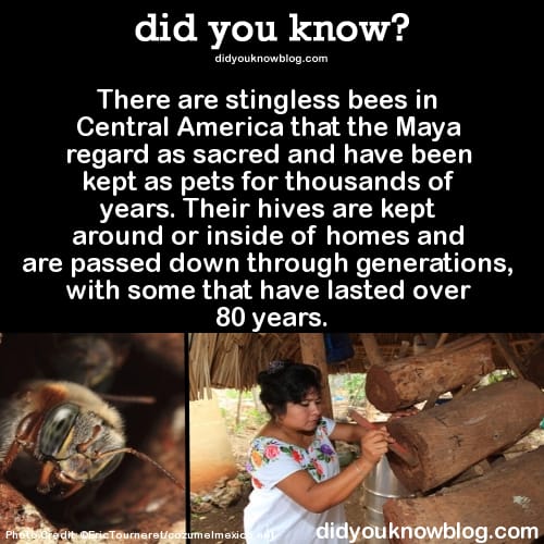 There are stingless bees in Central America that the Maya regard as ...