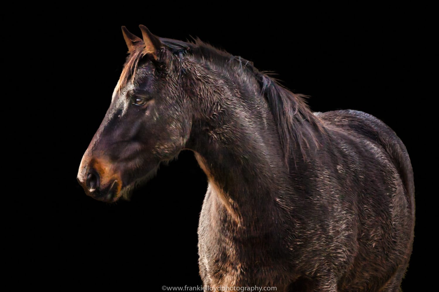 Nire-horse-black-background