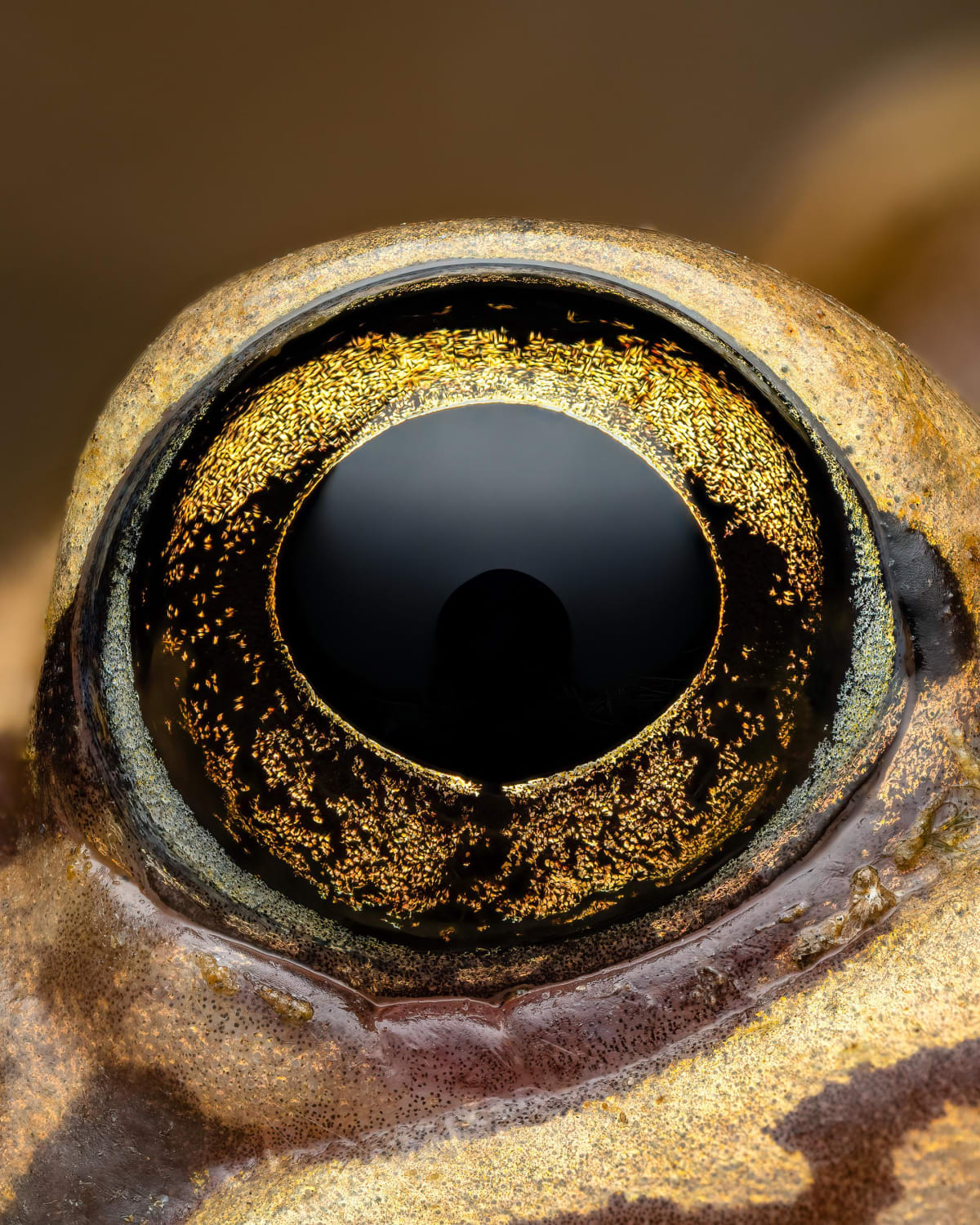 Frog’s eye