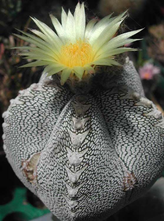 1,000 Types of Cactuses with Pictures [Cactus Identification Cheat ...