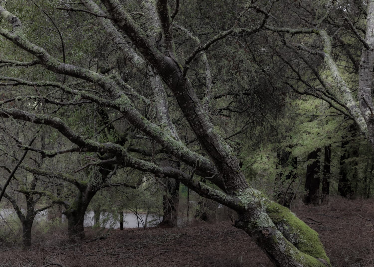 California-Woodside-Woodlands