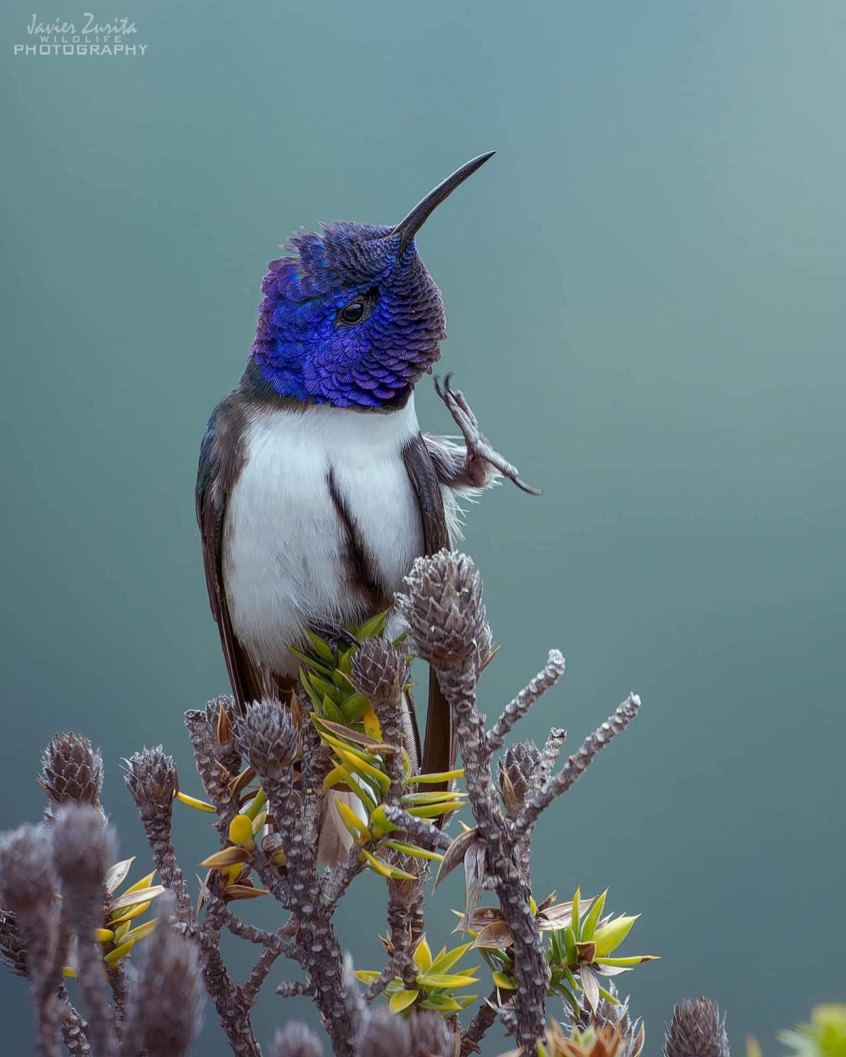 Javier Zurita Wildlife Photography is in Ecuador "One of the most ...