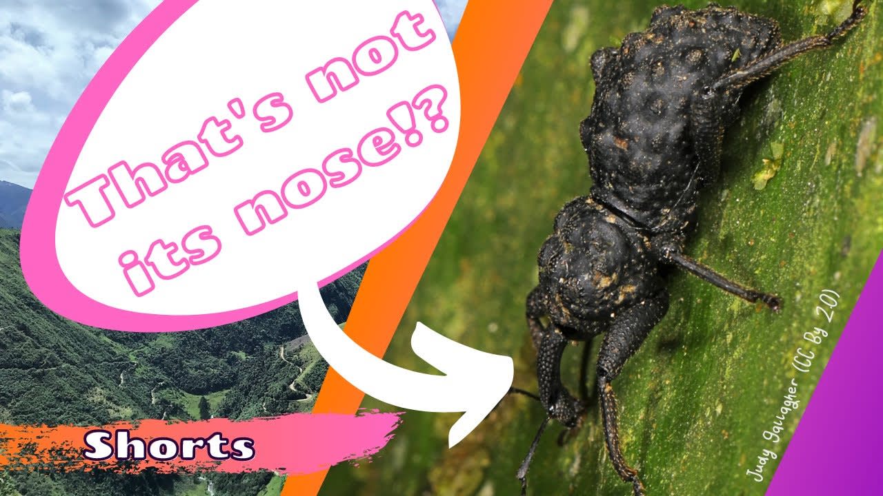 Weevil Teeth! #shorts