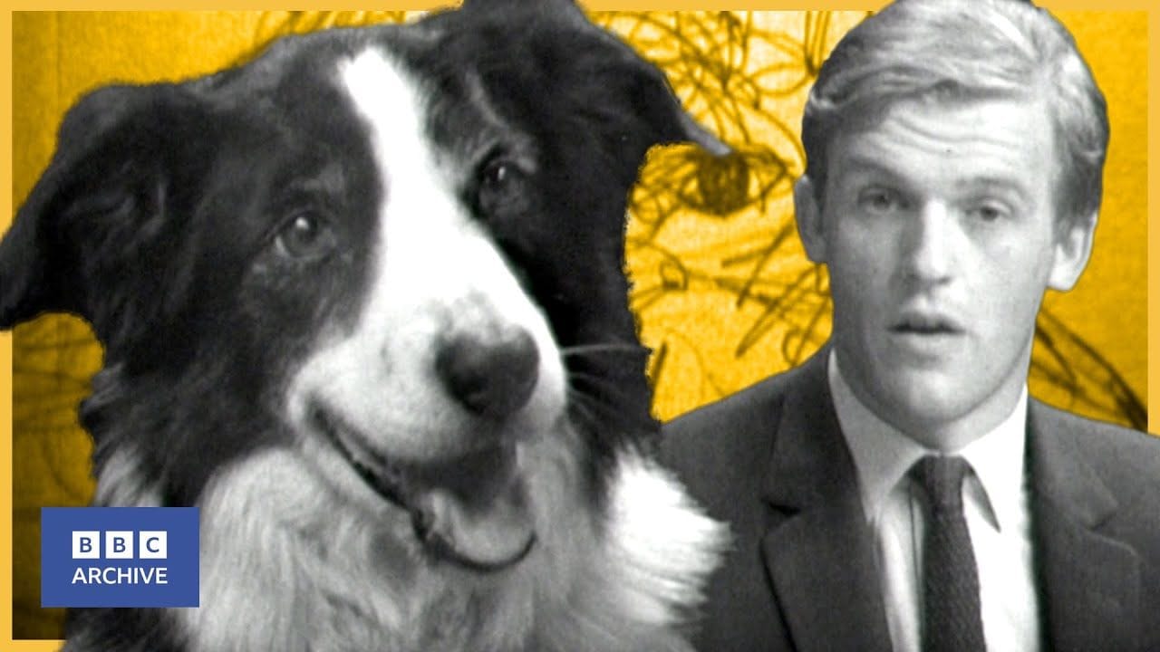 1965: CLIVE the DOG interview | Late Night Line-Up | Weird and ...