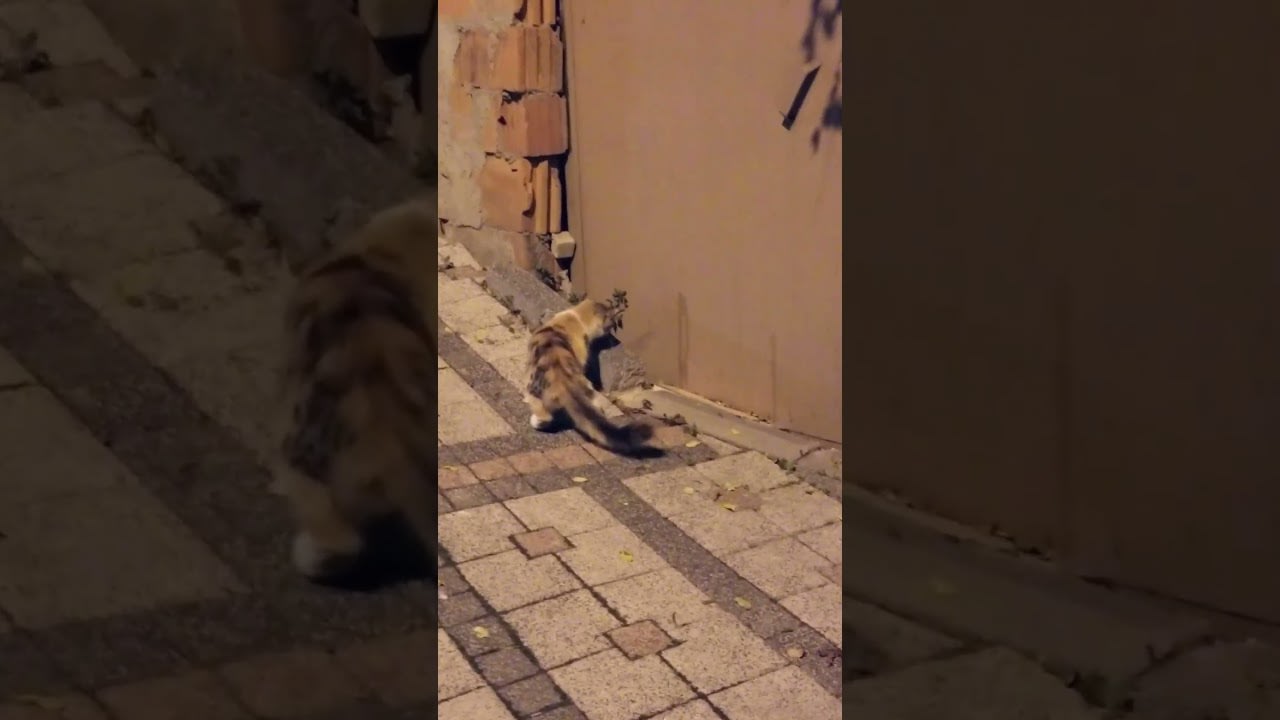 Jumping Mouse Chases Cat Away!
