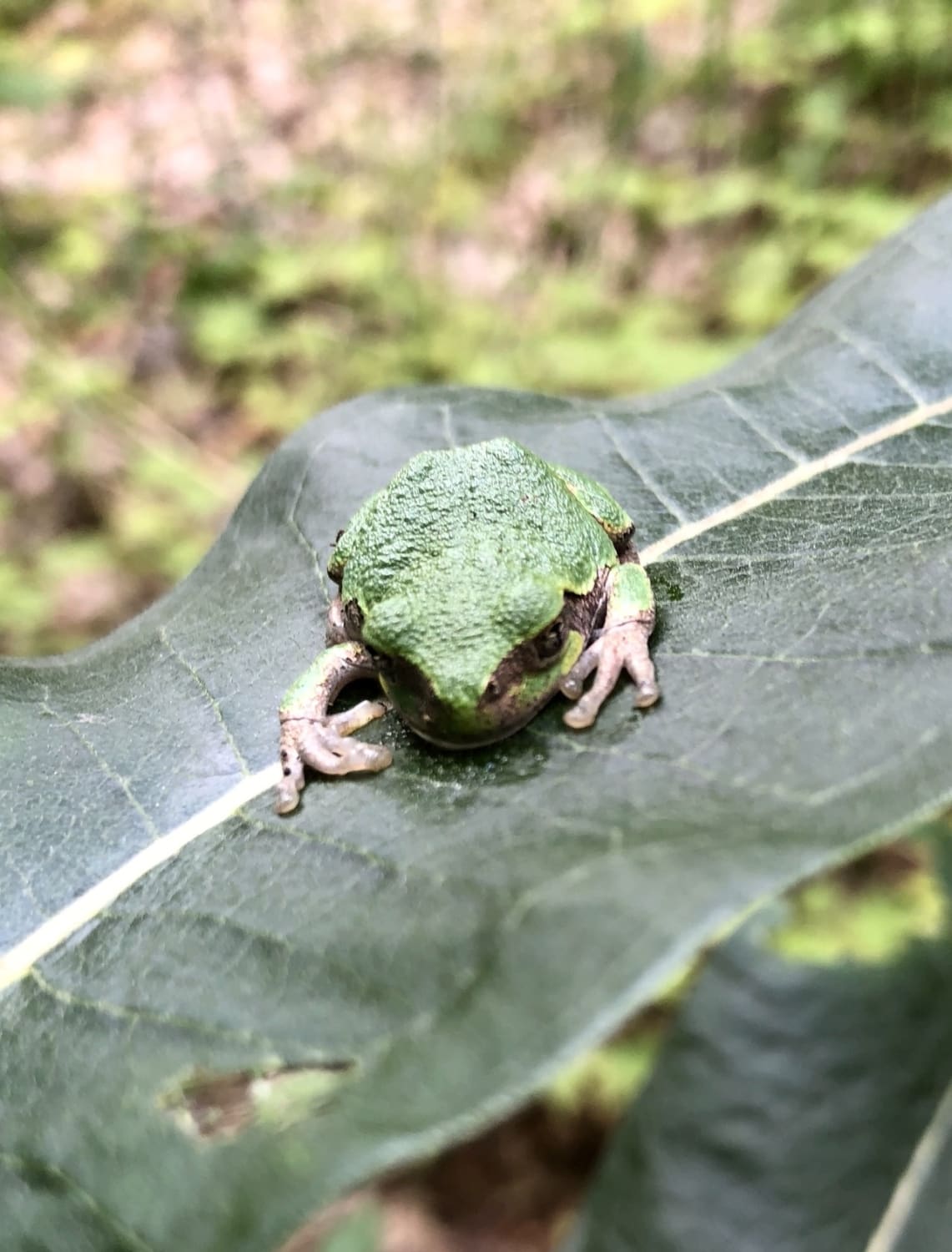 Happy Frog Friday folks!