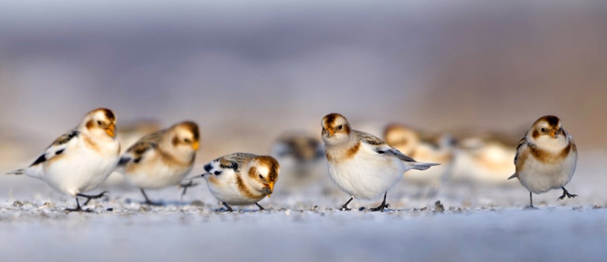 The snow bunting - not a true bunting but a member of the Calcariidae ...