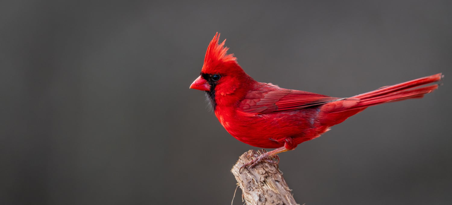 Northern Cardinal(male)