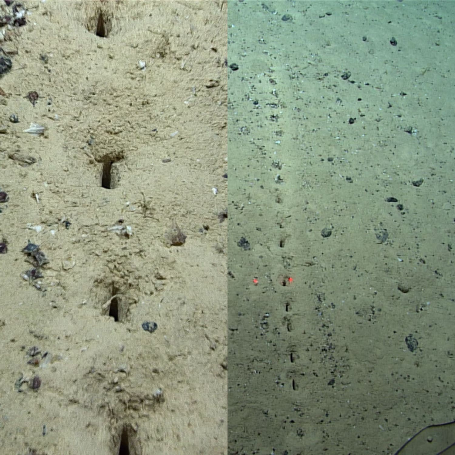 Mysterious holes in a straight line on the seafloor filmed in 2022 by ...