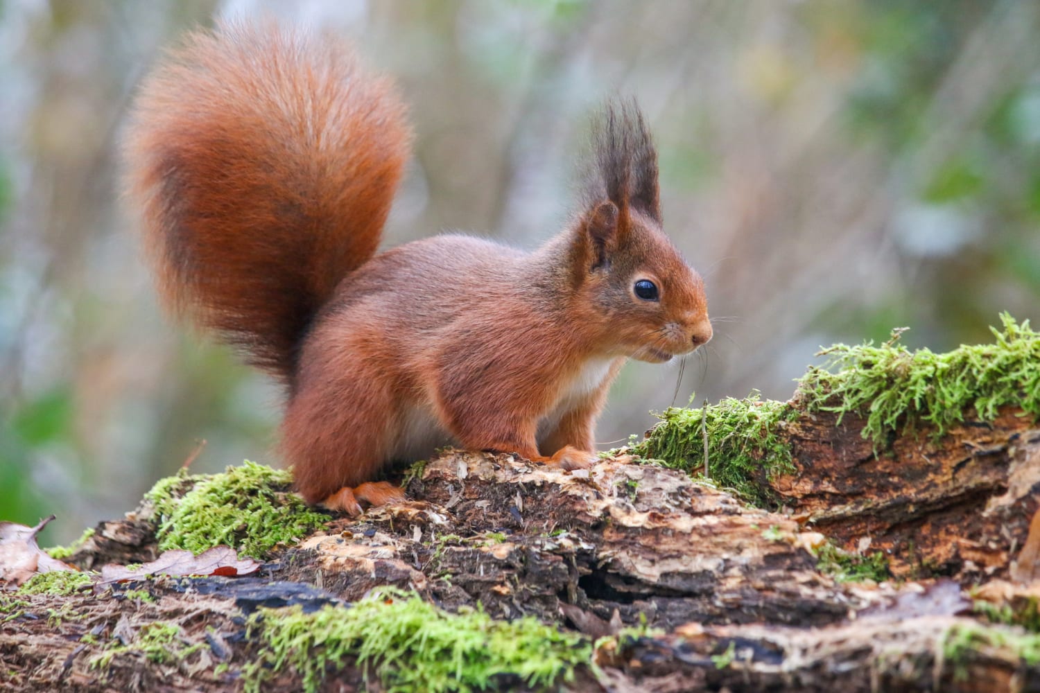 Red squirrel close up portrait in the forest