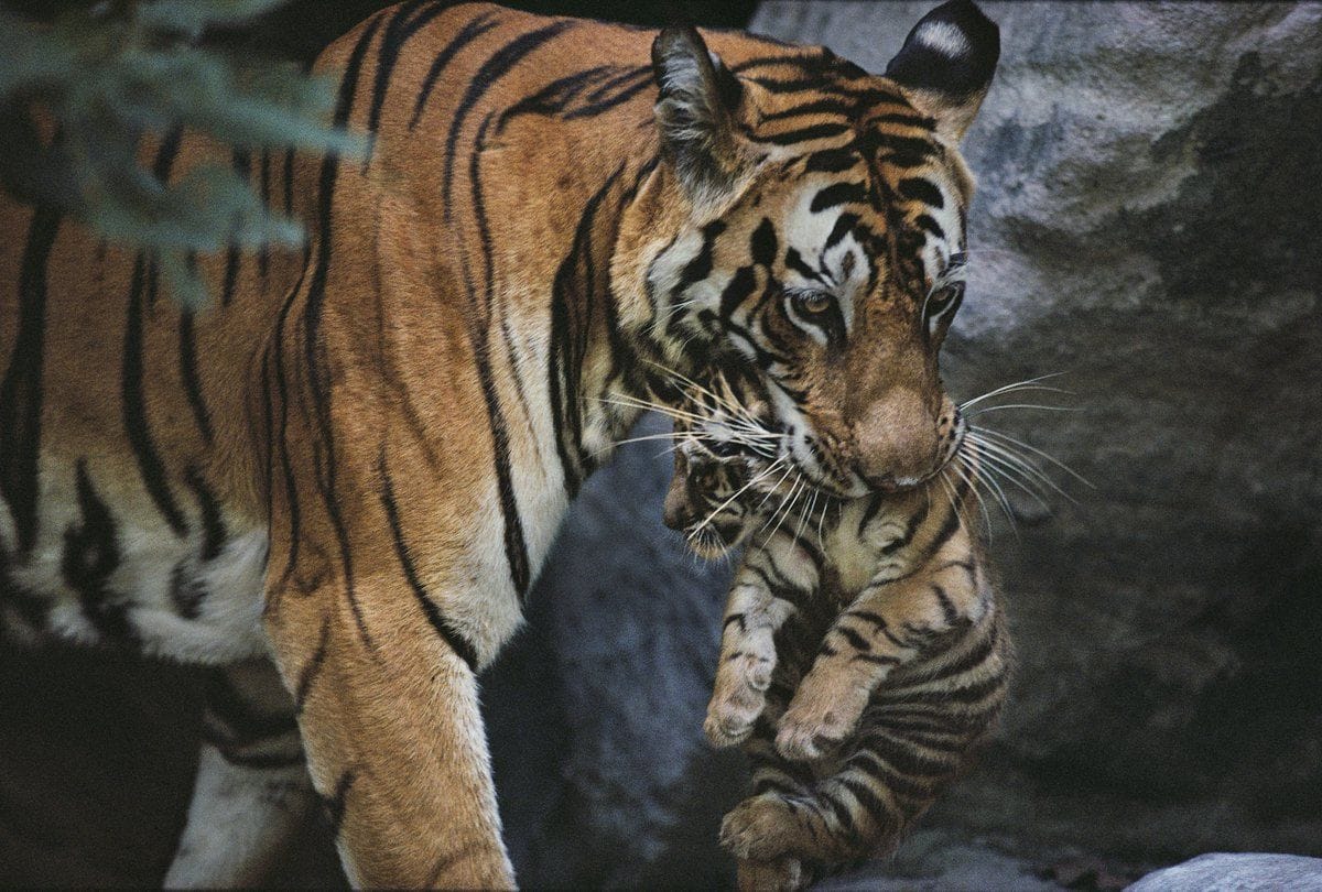 Indian tigress, Sita, moves her cubs to protect them from predators ...