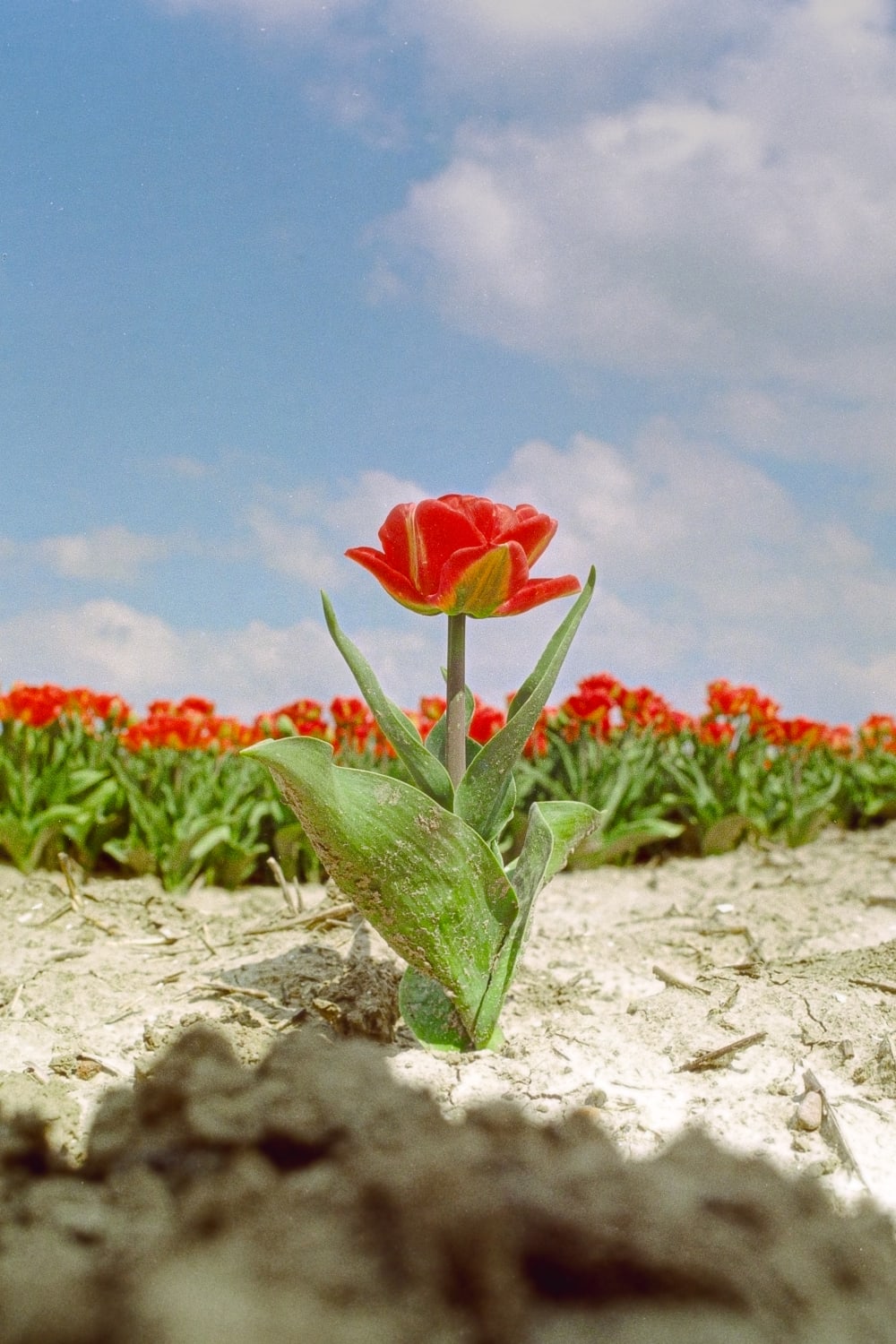 Kodak Gold 200, Mamiya 645, Sekor C 45mm f2.8