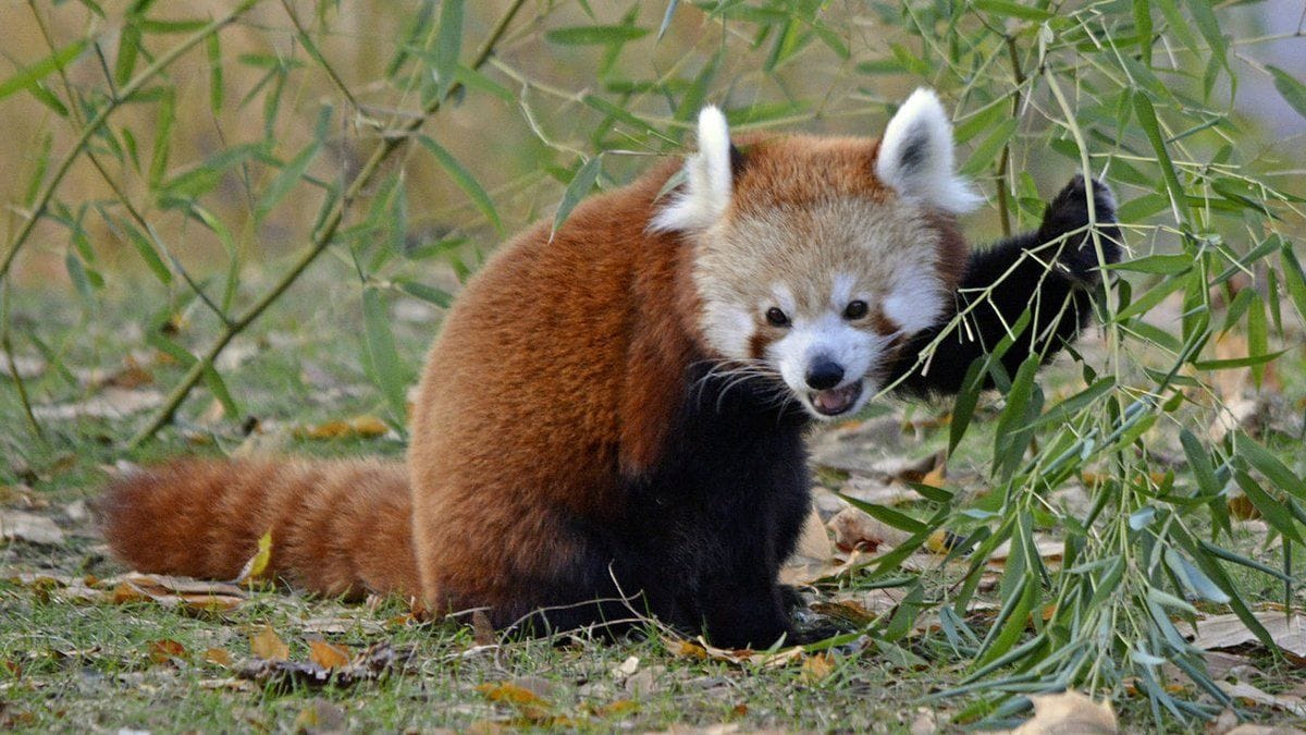 Red Panda Every Hour! on Twitter