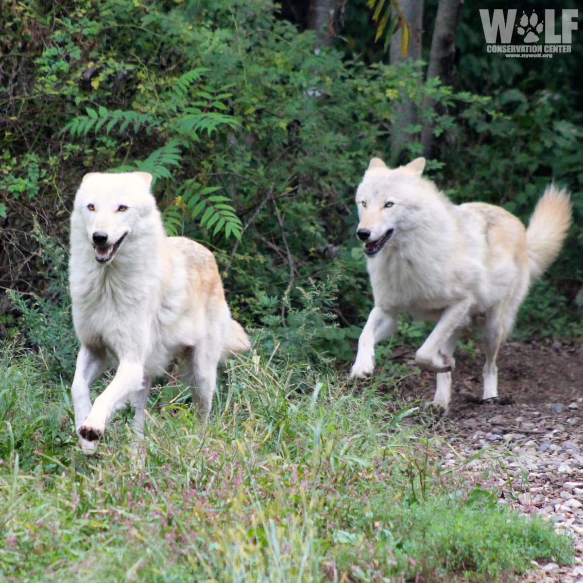 Learn from wolves. Hunting large ungulates is hard work for wolves ...