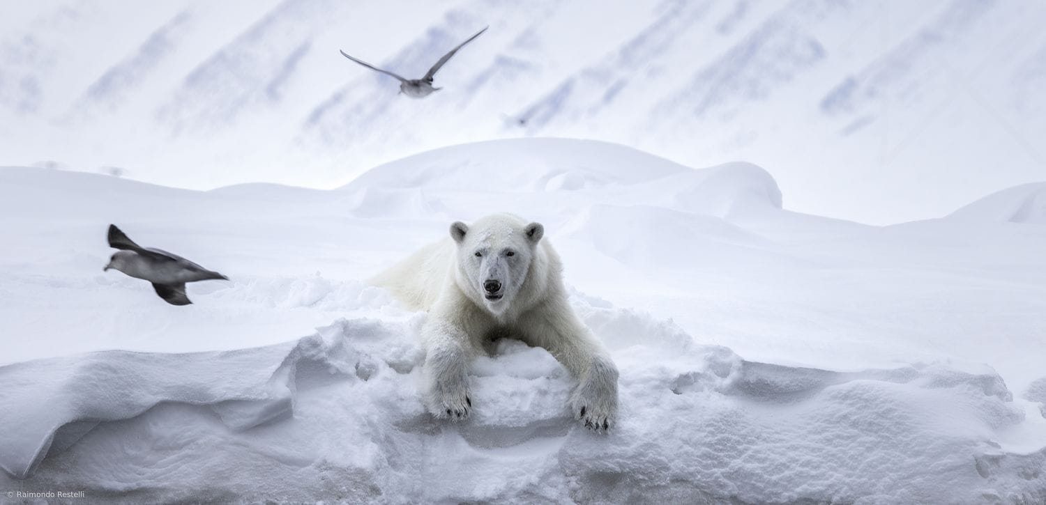 SVALBARD, EKMAN FJORD - POLAR BEAR-70371