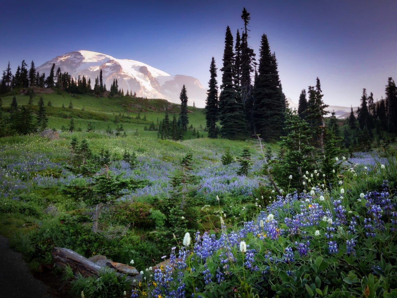 Wildflowers at Deadhorse Creek, Mt. Rainer by Troy Mason