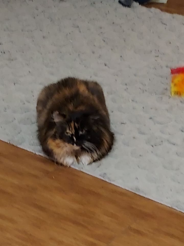 Grumpy Loaf (I was 2 minutes late with supper)
