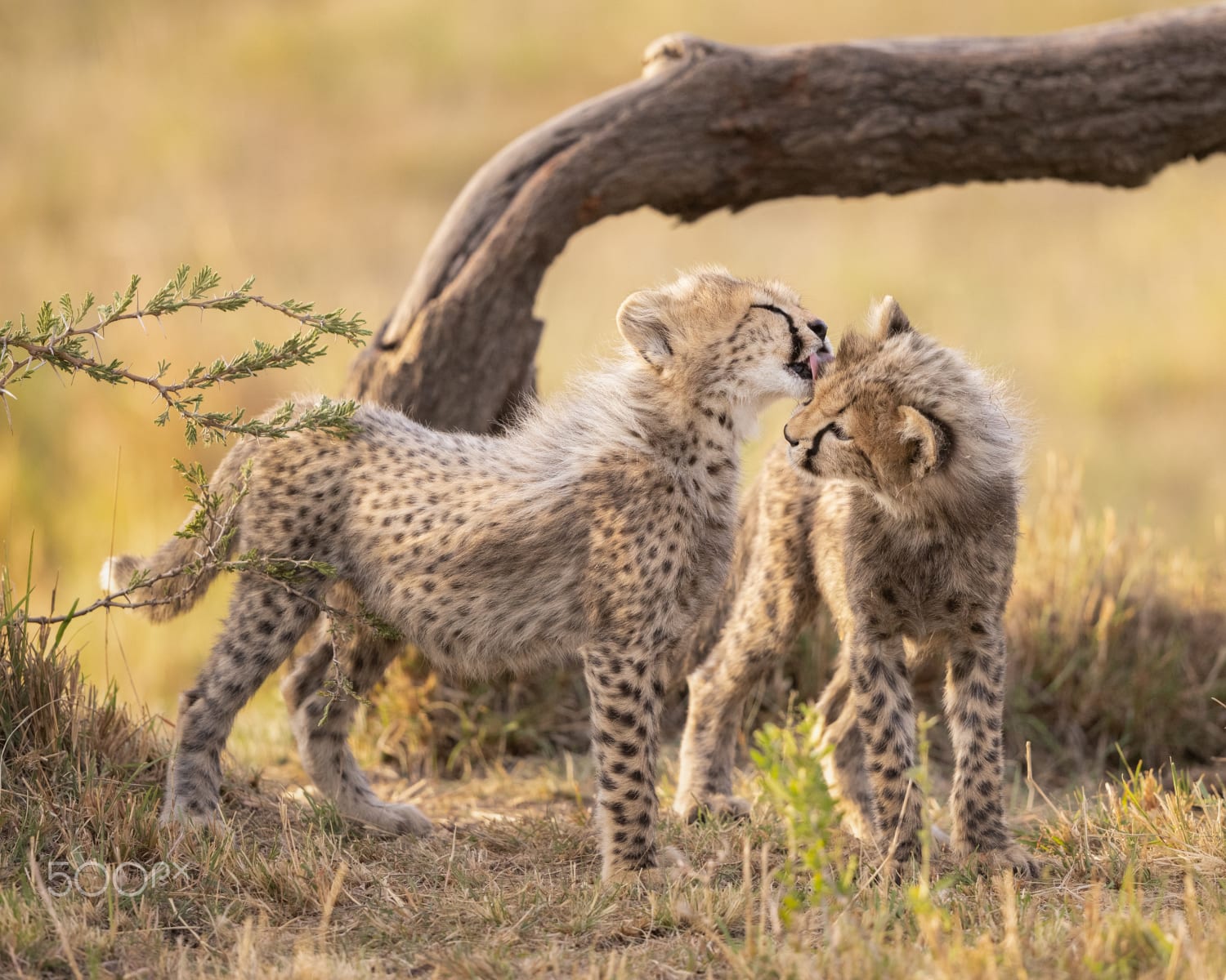 Two young Cheetah cubs grooming