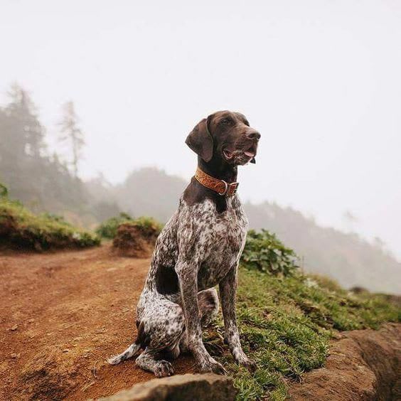 German Shorthaired Pointer – Smart Friendly