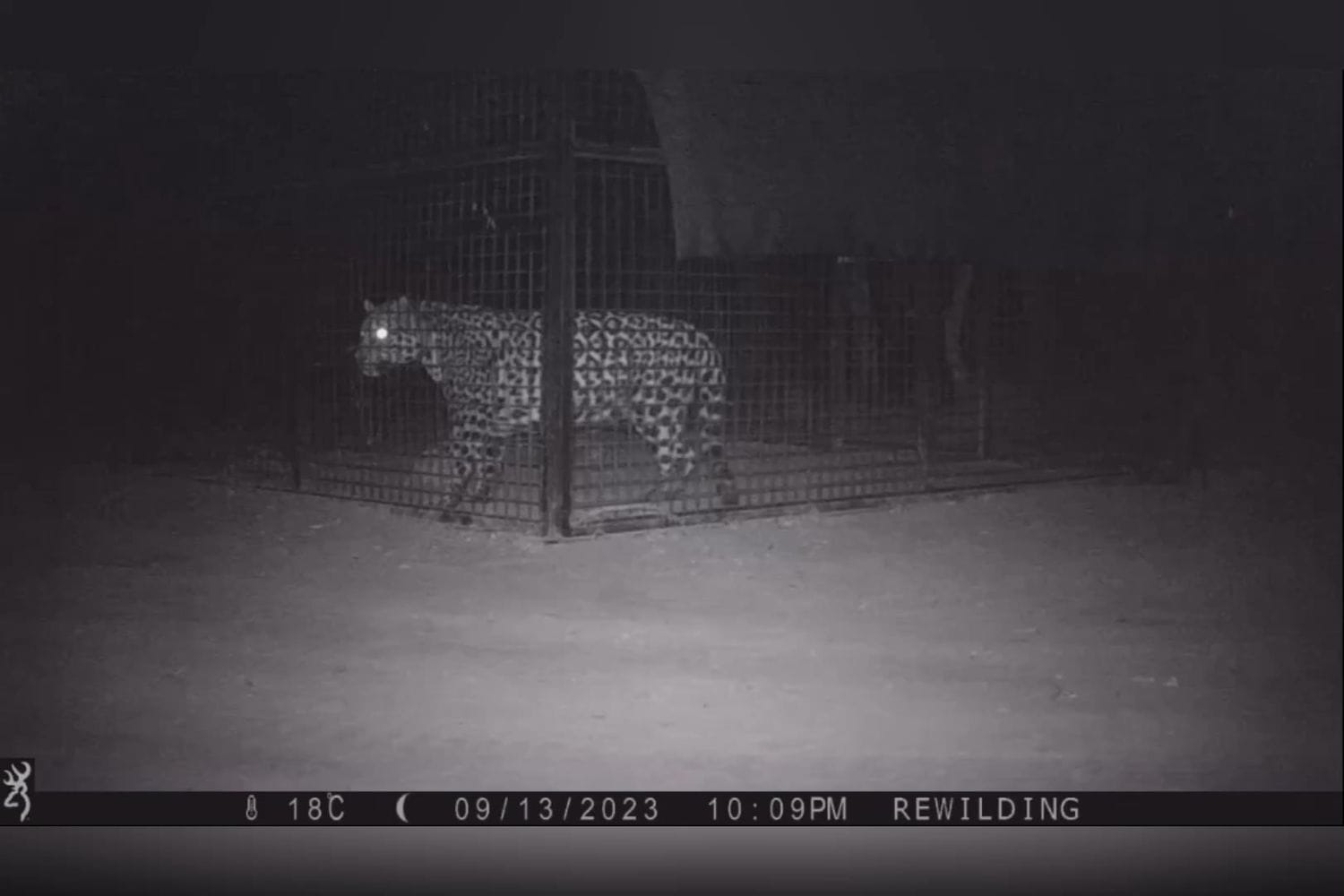 Giant anteater and jaguar fight recorded on camera in the Argentine Chaco.