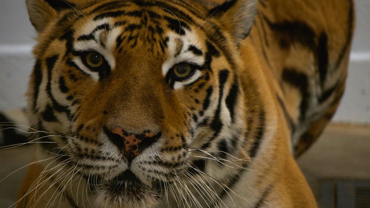 Jupiter The Tiger gets up close and personal with the camera.