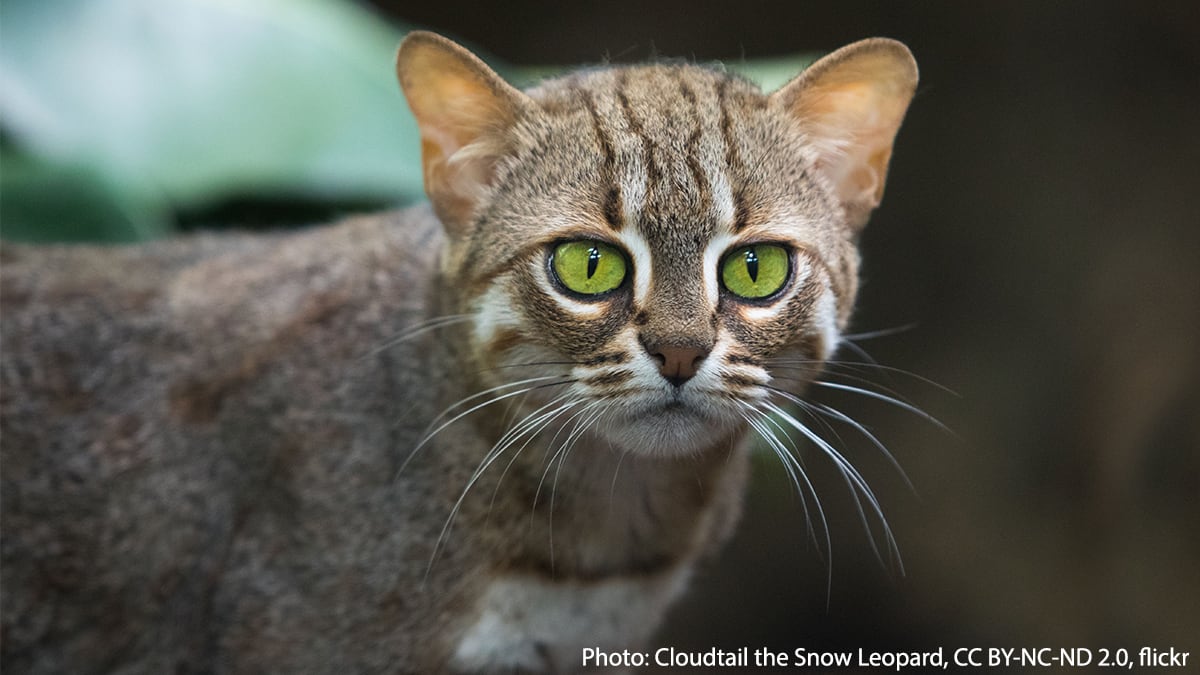 DYK? The rusty spotted cat is one of the world’s smallest wild cats ...