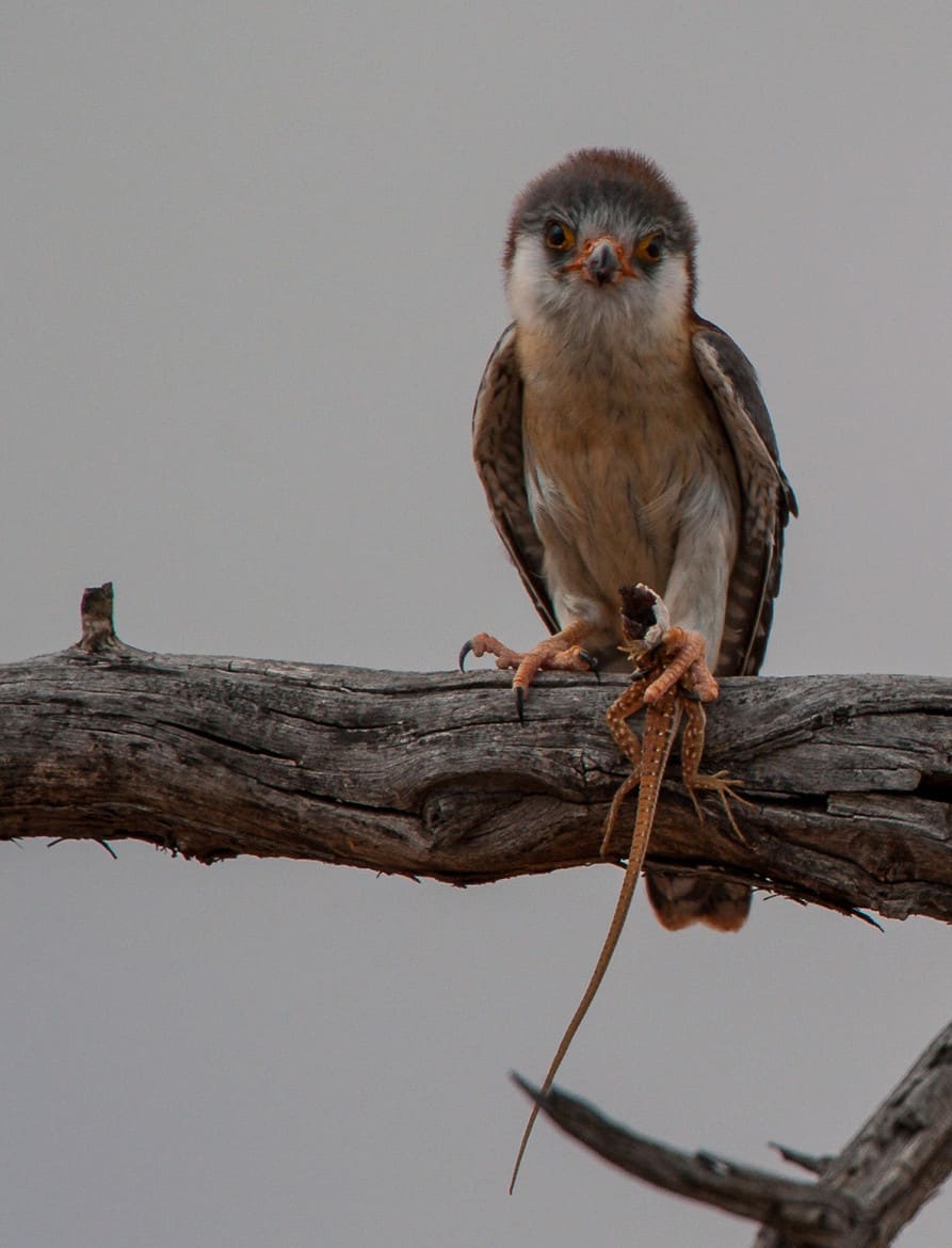 (via 500px / Pygmy Falcon by Bridgena Barnard)