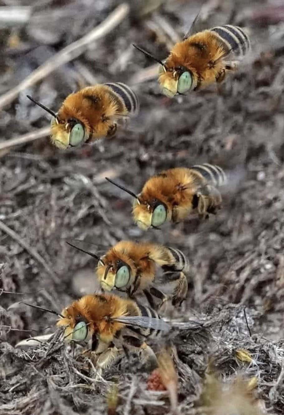 Green-eyed Flower Bees (Anthophora bimaculata), entering a next hole ...