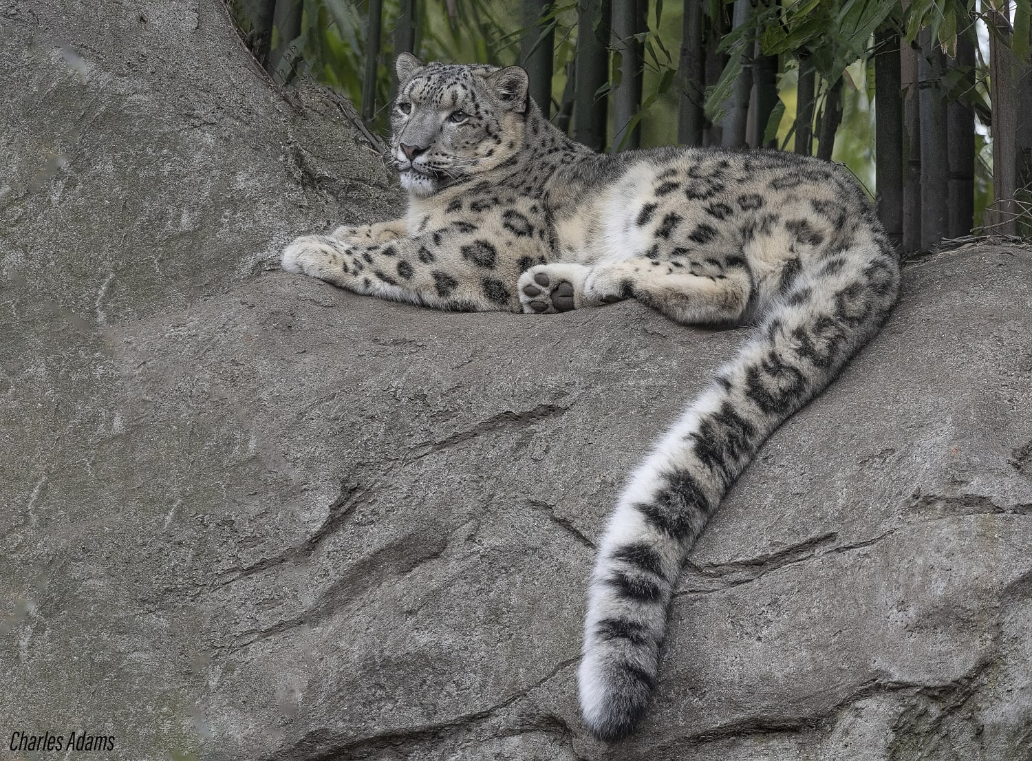Snow Leopard See My Tail