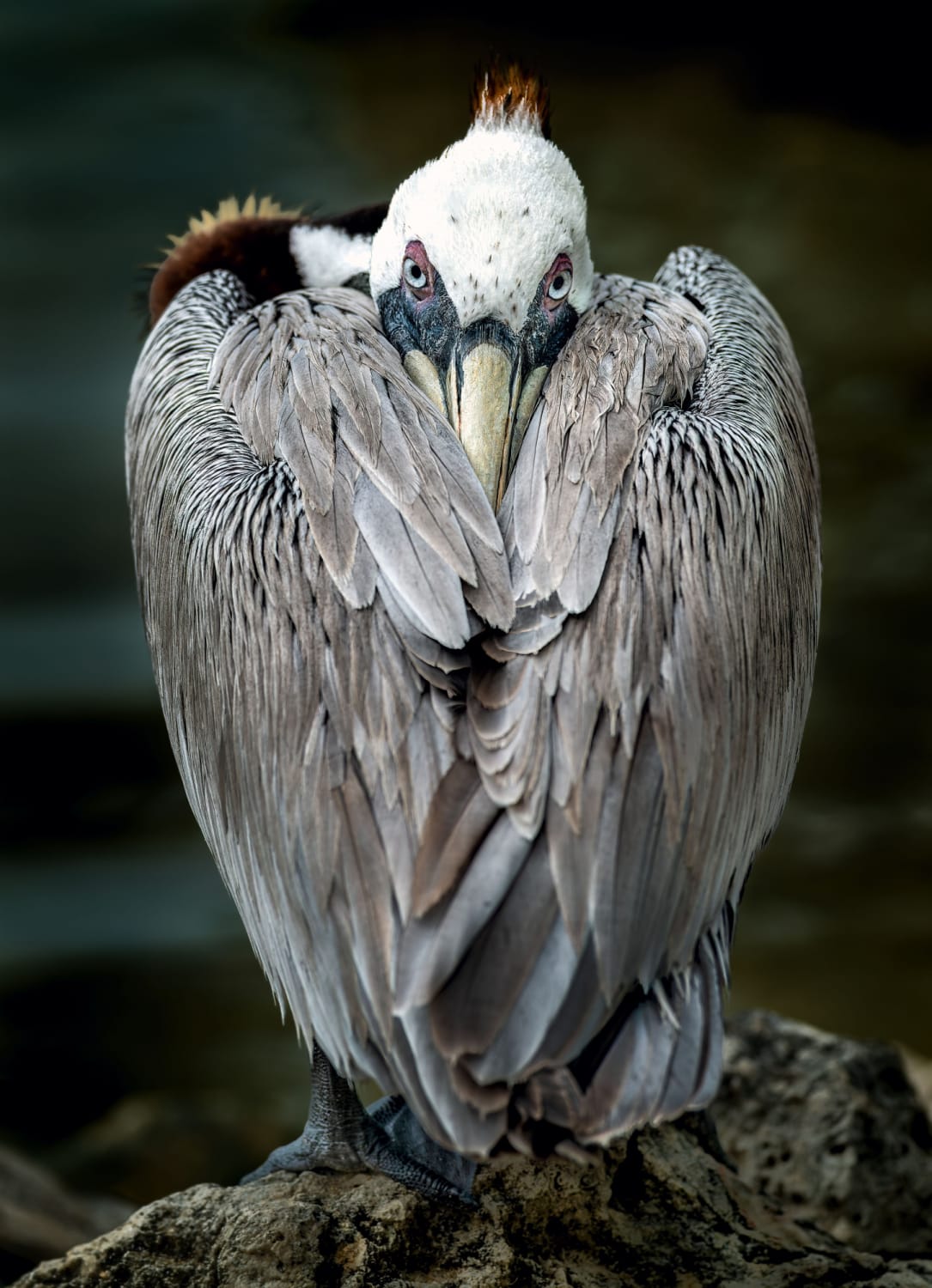 Angry Pelican