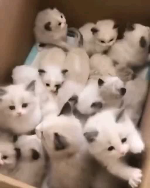 Look, it's a box full of kittens!