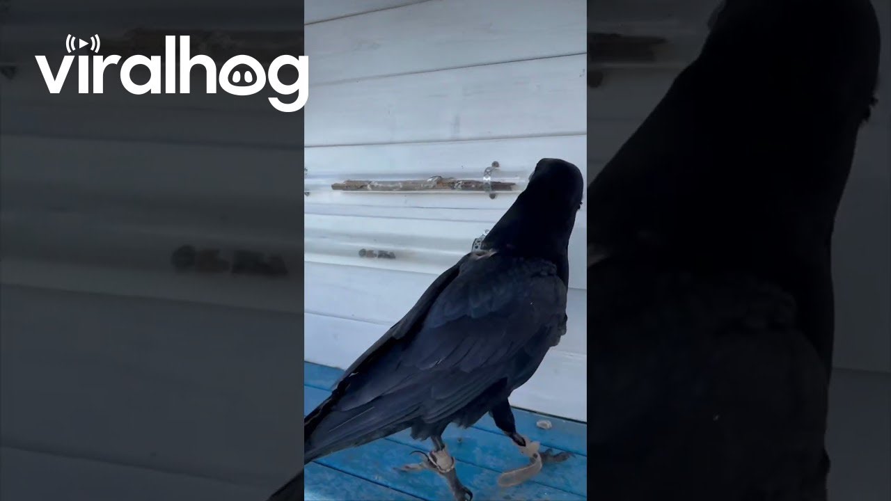 Raven Uses Stick to Reach Food || ViralHog