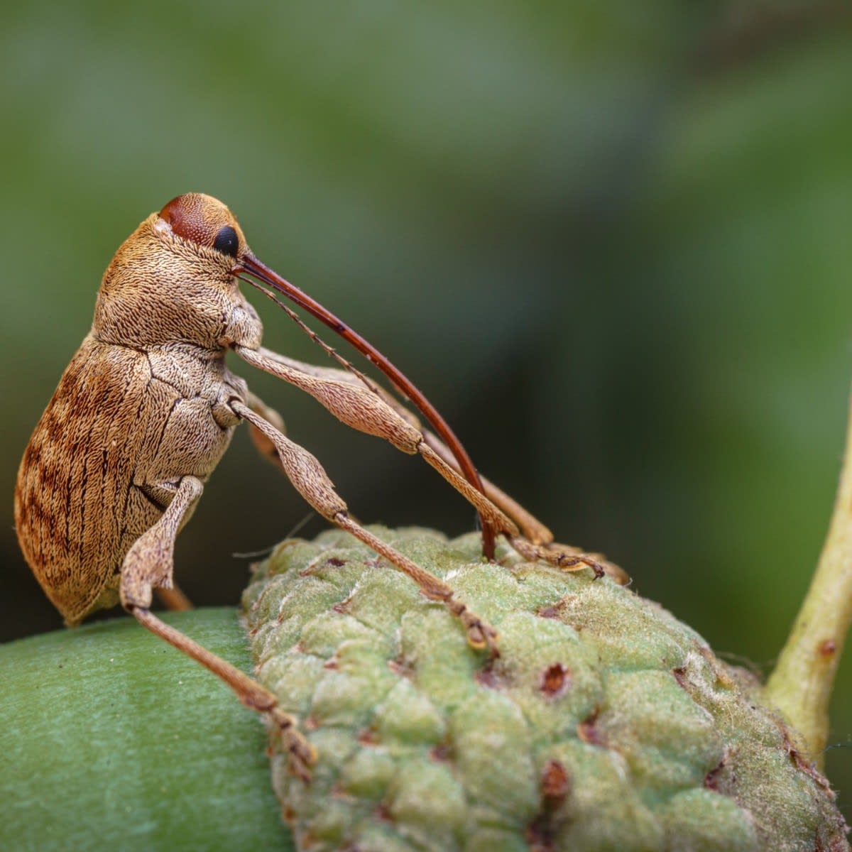 Female Nut Weevils often lay their eggs in acorns, using their snouts to dig into the centre ...