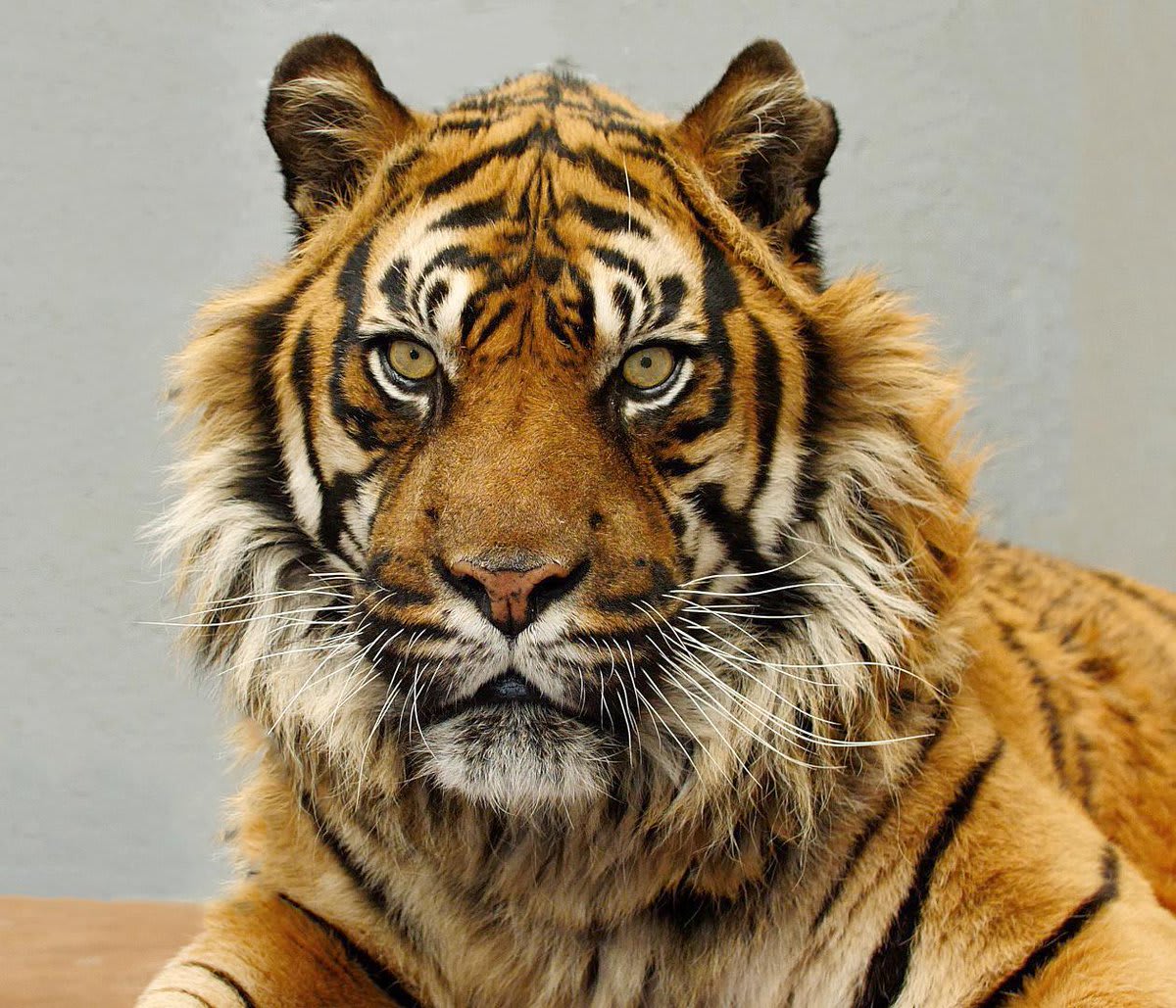 🤩 We hope you enjoy this stunning picture of our gorgeous boy, Nias! 😿 ...