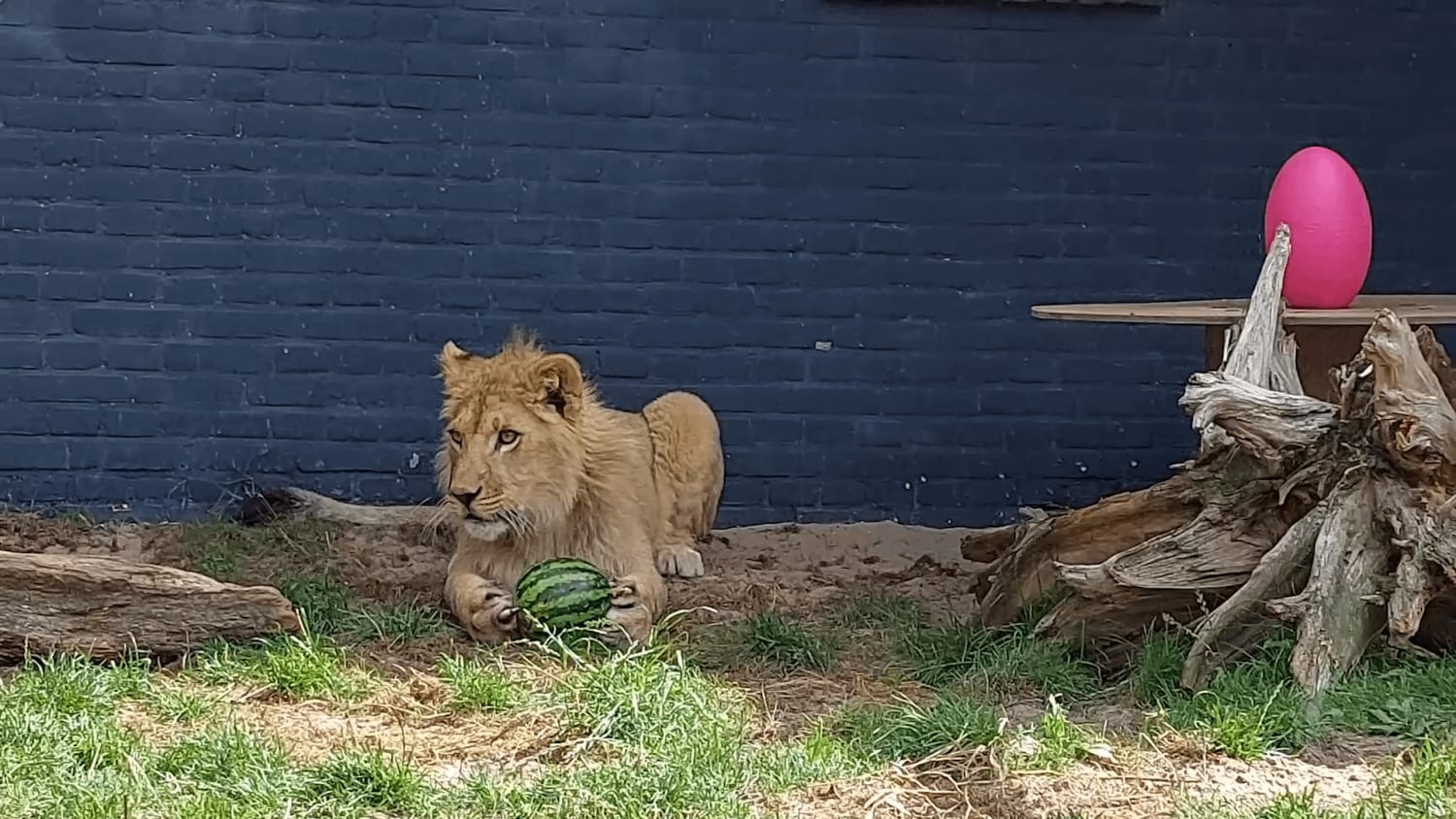 Rescued lion cub Nikola shows off some fancy footwork with a watermelon ...